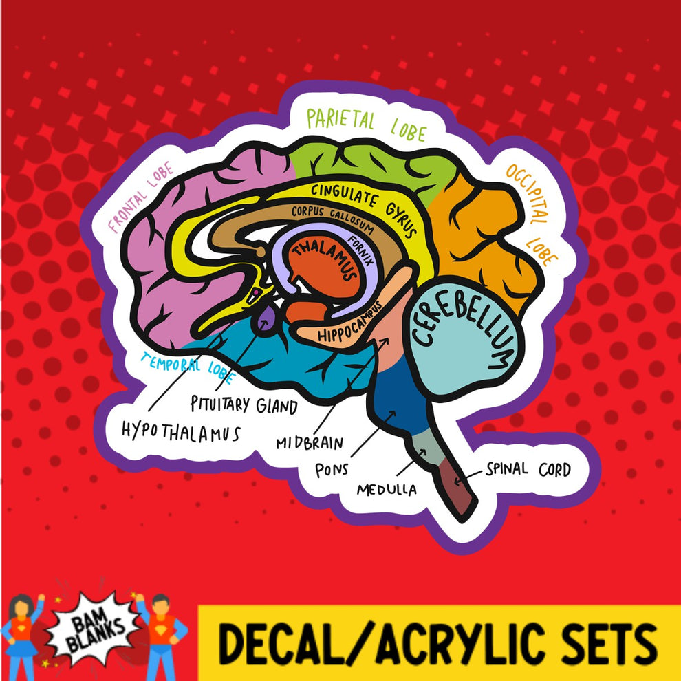 Brain Anatomy - DECAL AND ACRYLIC SHAPE #DA02547 – BAM Blanks and More